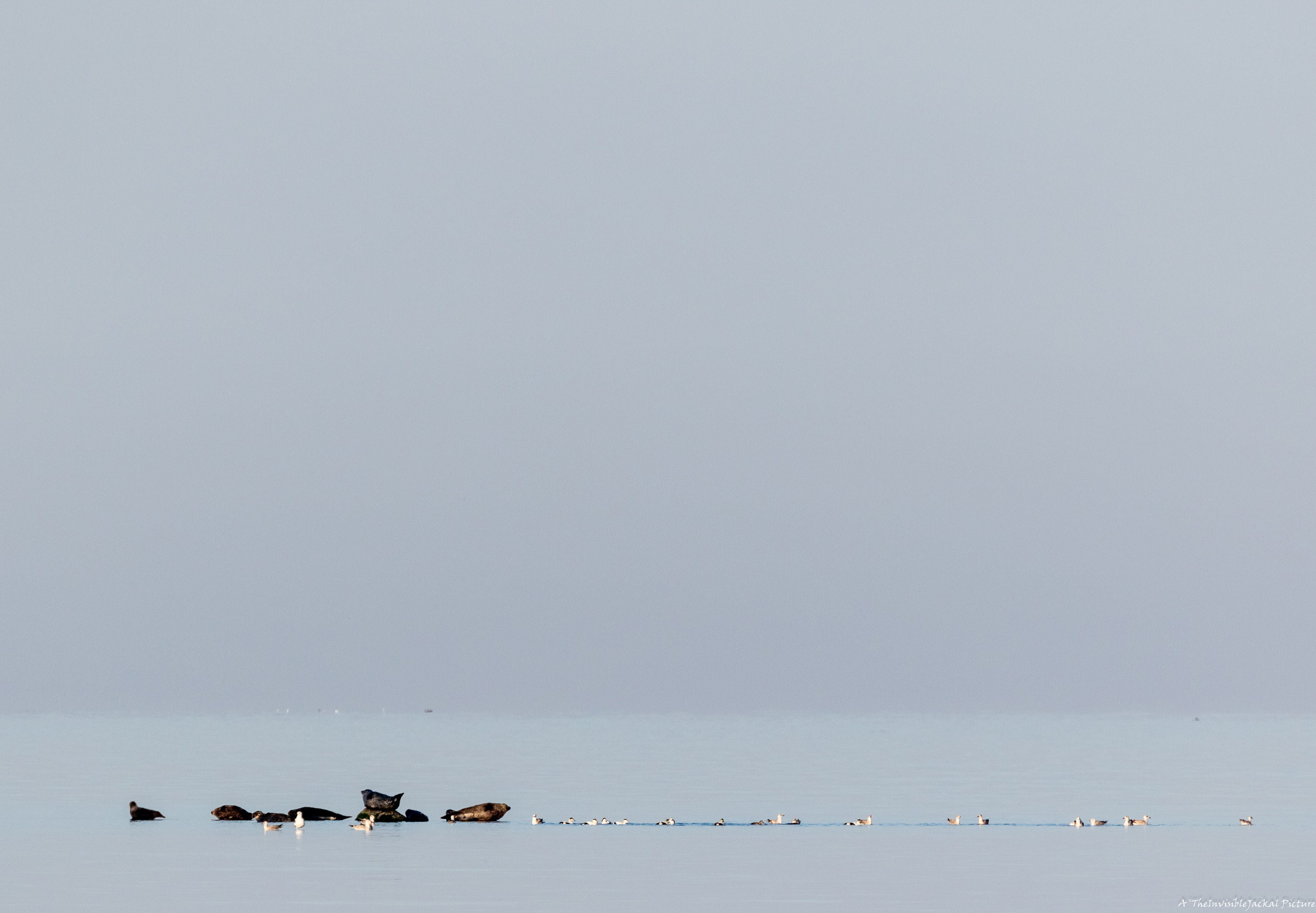 Stilla hav - Fotosidan