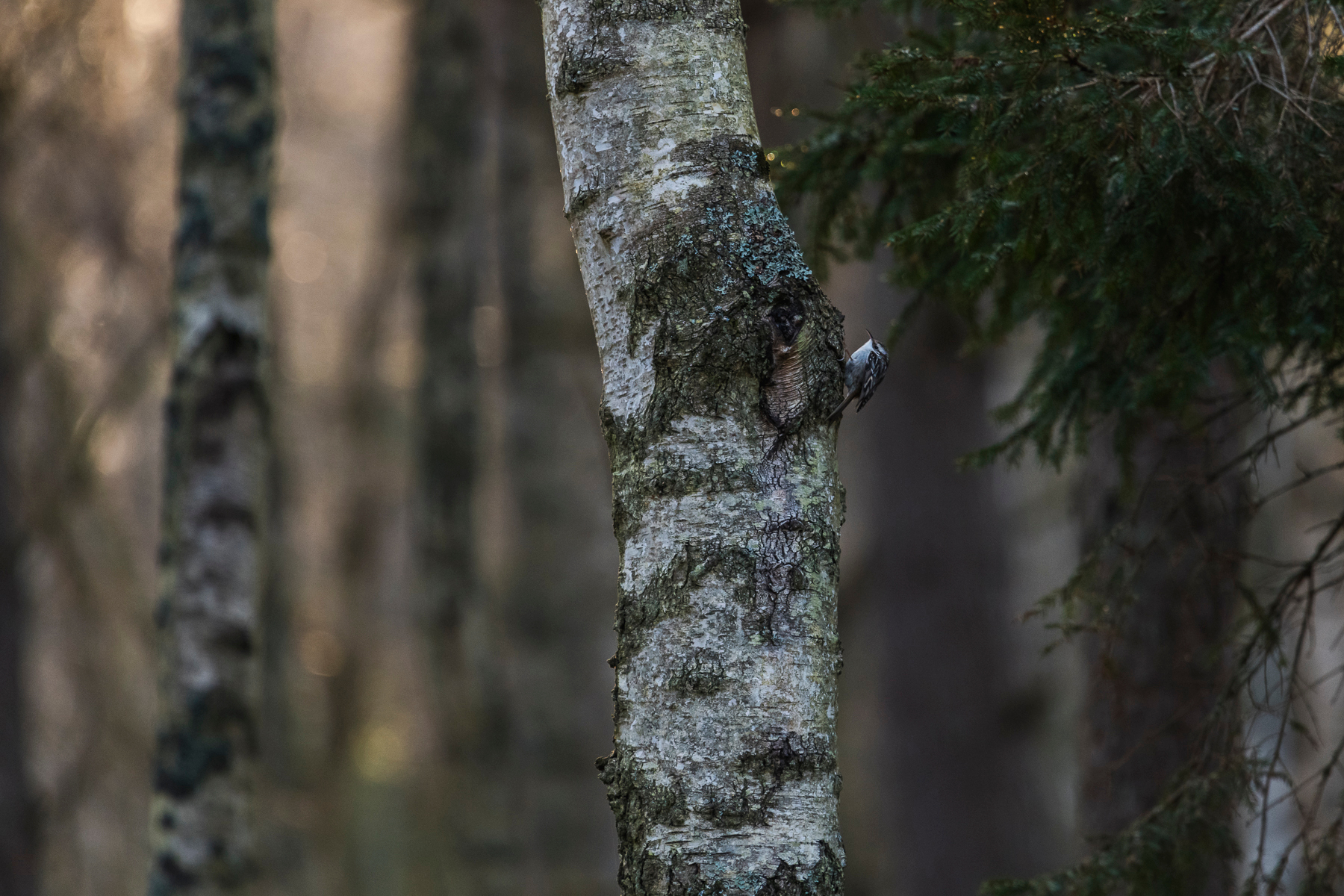 Melby Overdrev 2 - Fotosidan