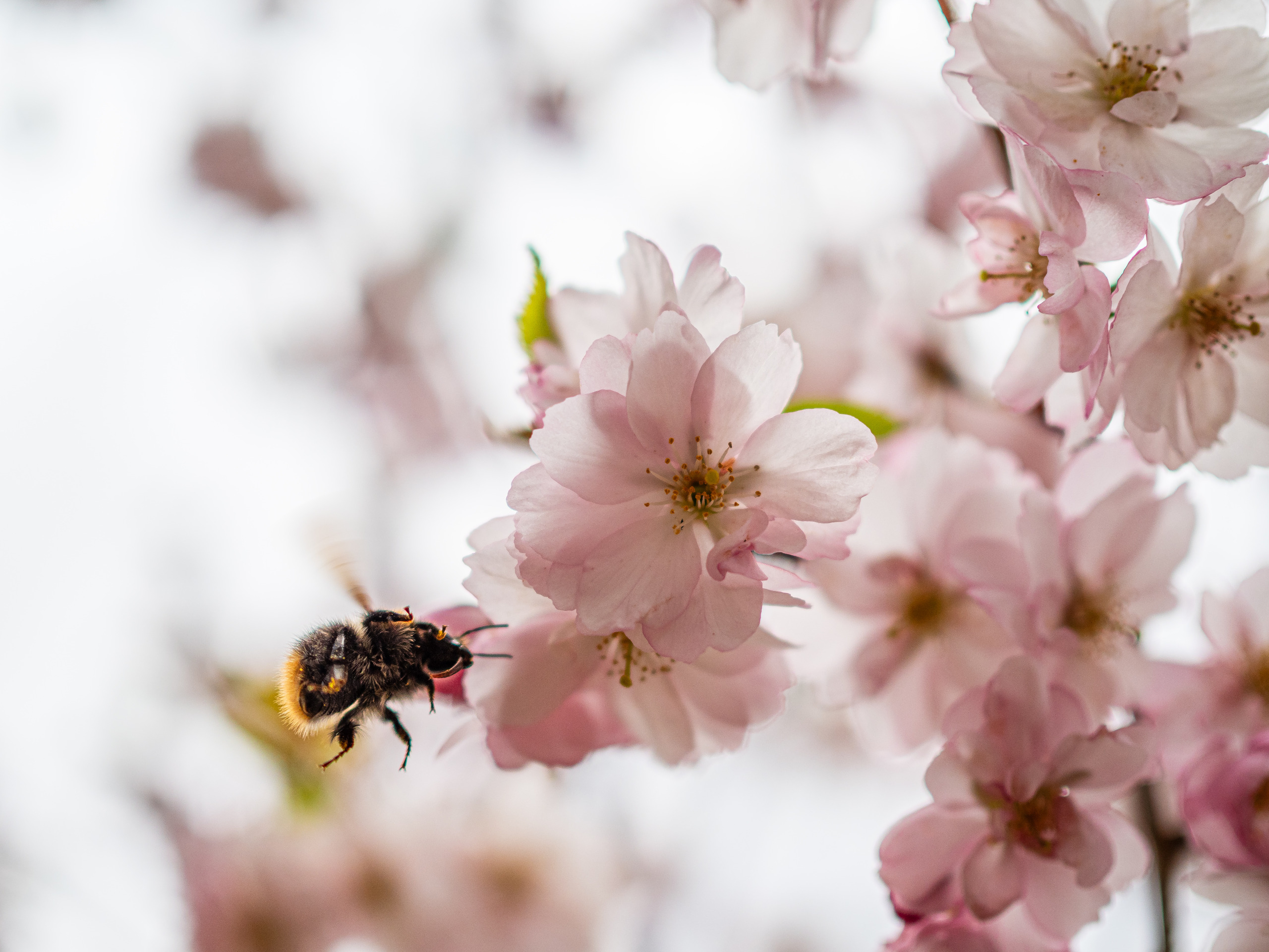 En humla bland allt rosa fluff! :) - Fotosidan
