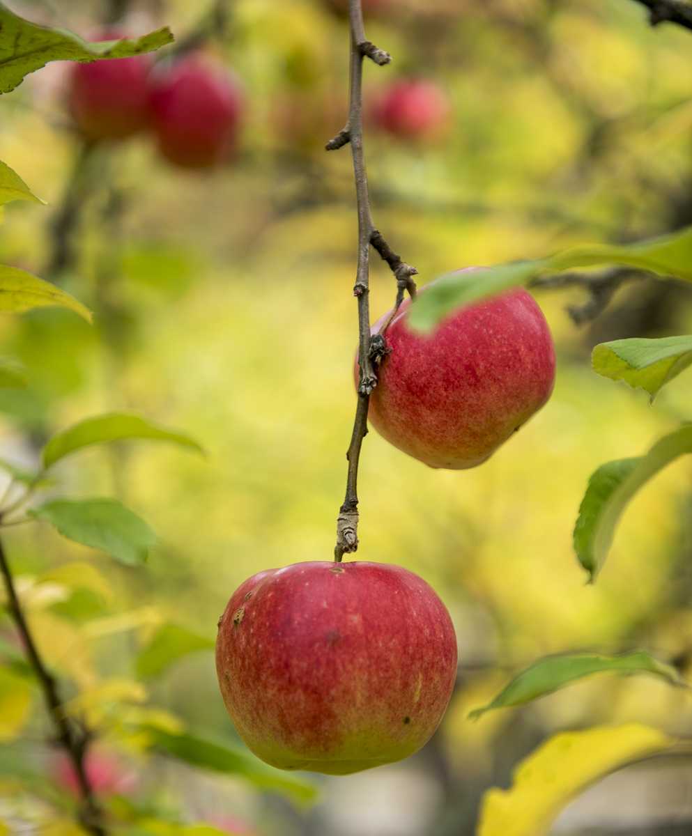 Äpplen den tjugosjätte september - Fotosidan