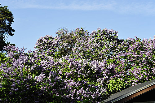 3-325 Syrenen har fått spunk - Fotosidan