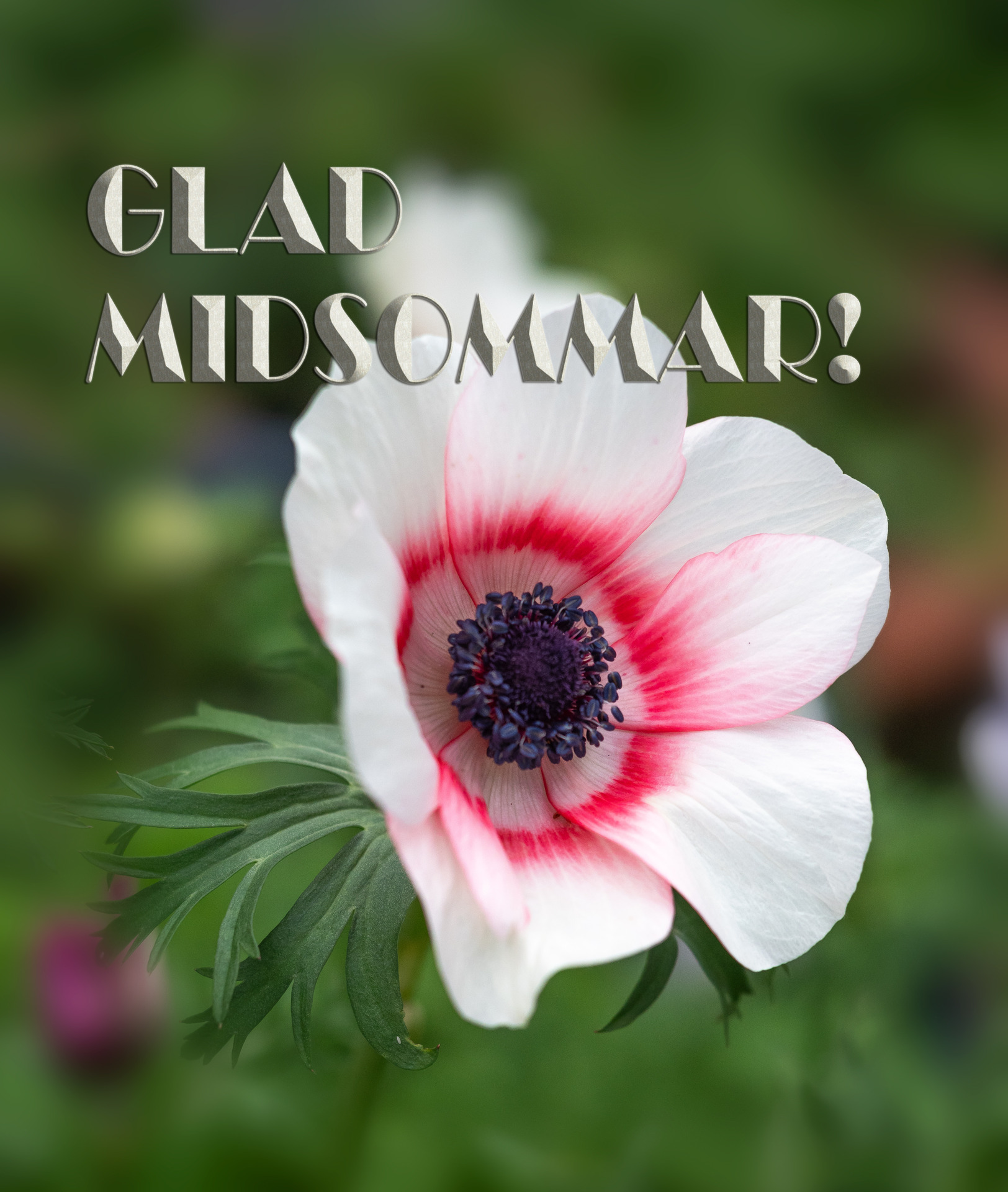 GLAD MIDSOMMAR! - Fotosidan