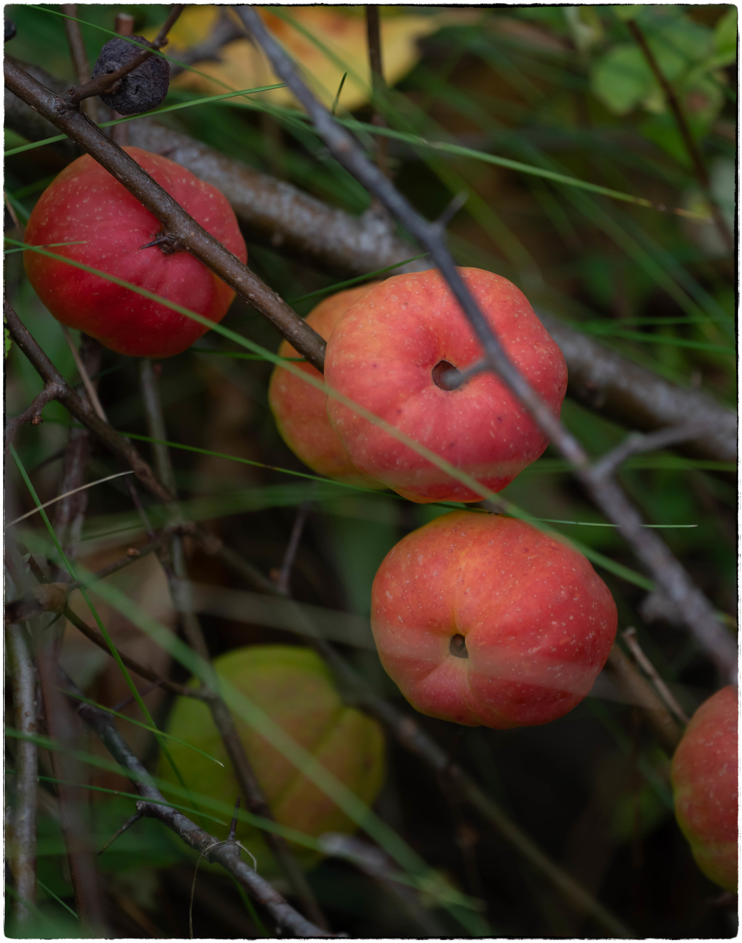 KVITTEN OCH ROSENKVITTEN - Fotosidan