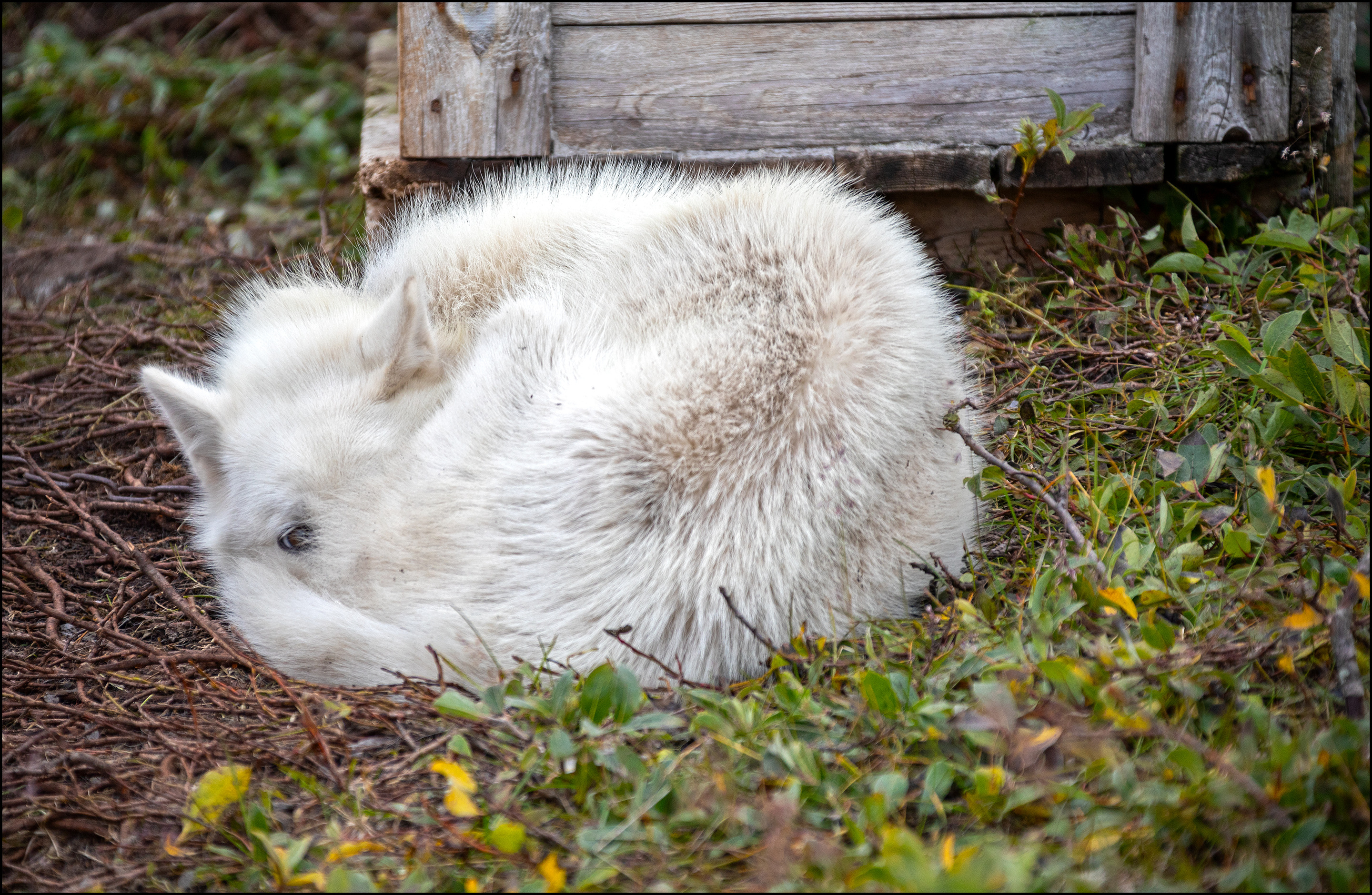 Hundar, ungar och... - Fotosidan