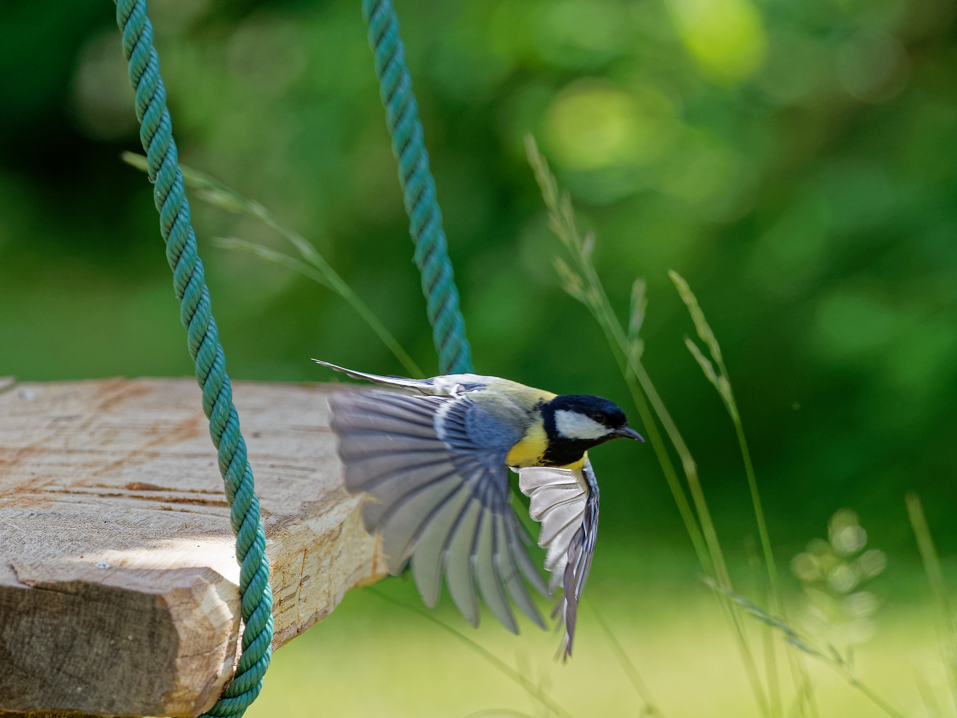 Alla gillar en gunga. - Fotosidan