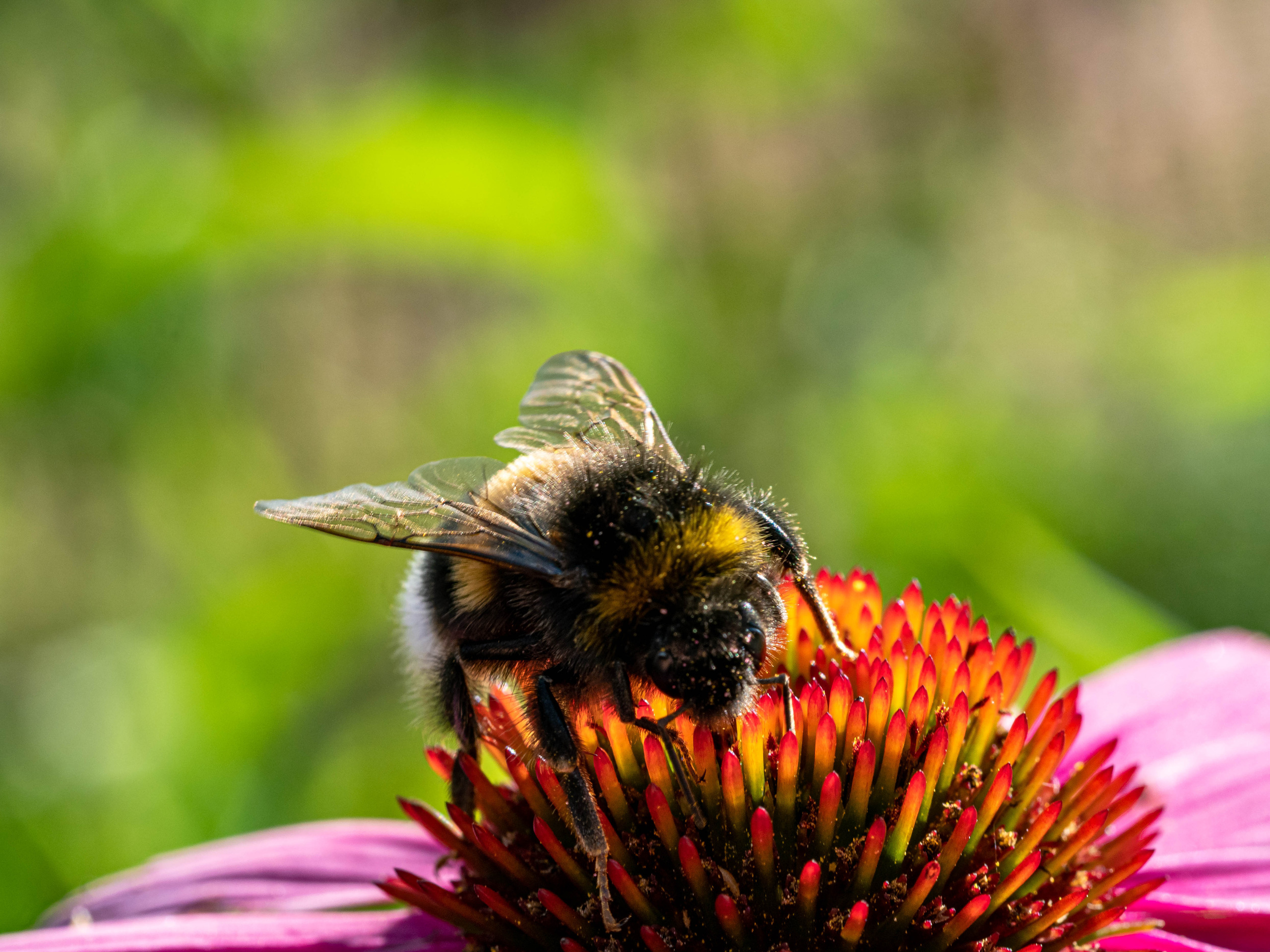 Humlor med nya macrot! - Fotosidan