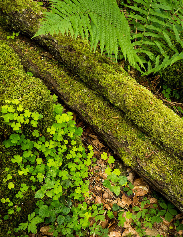 Nationaldagen tarvar en nationalpark! - Fotosidan