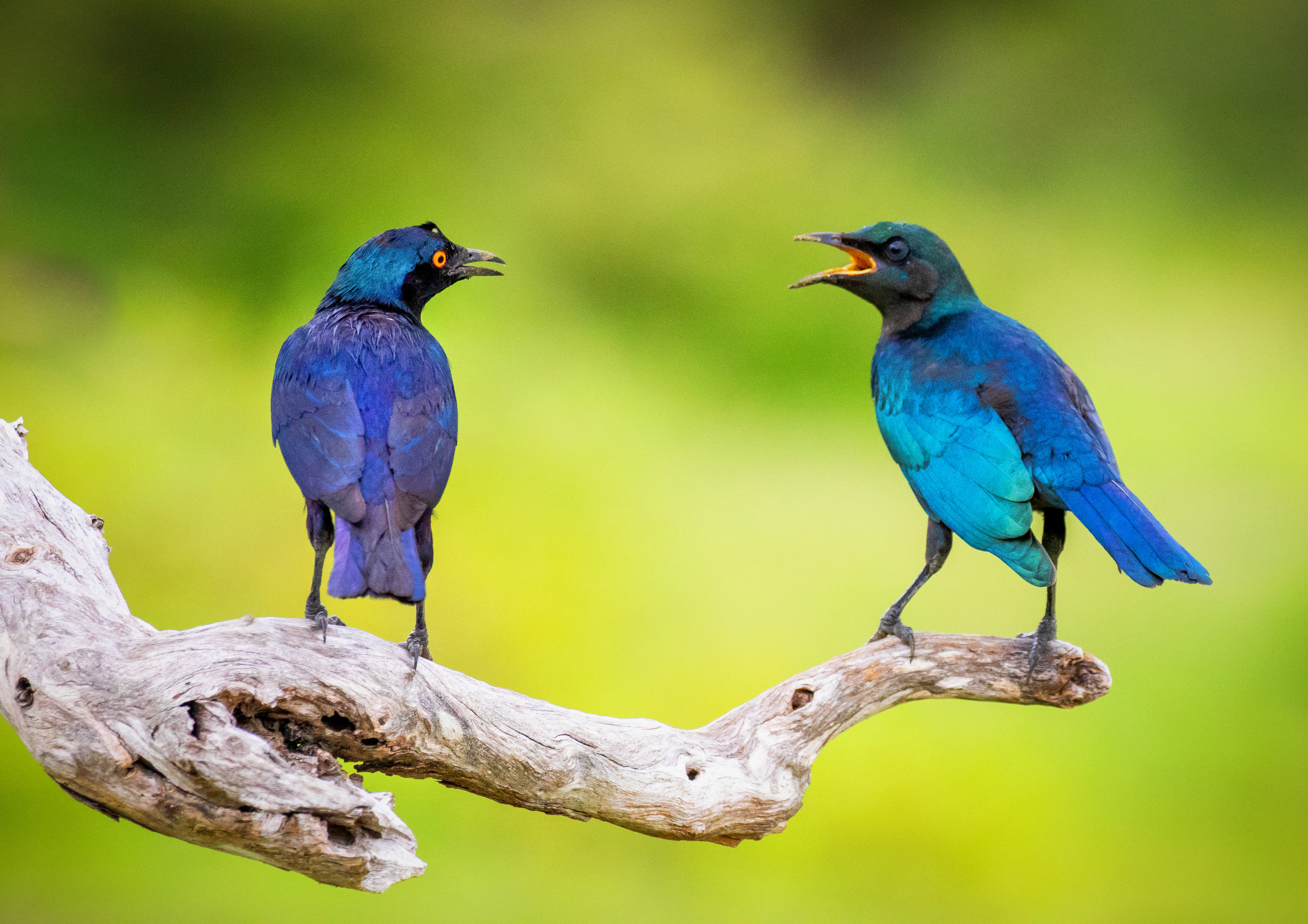 Ungarnas ständiga krav på mat - Fotosidan