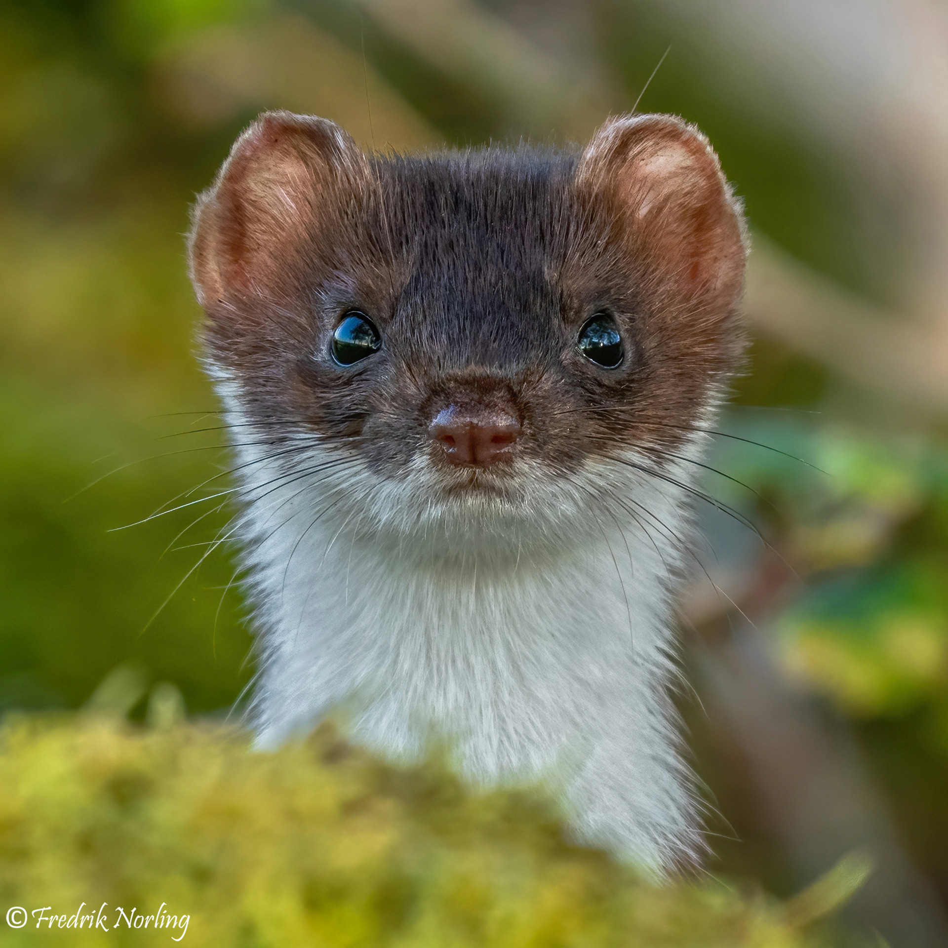 Hermelin 27/9 2020 - Fotosidan