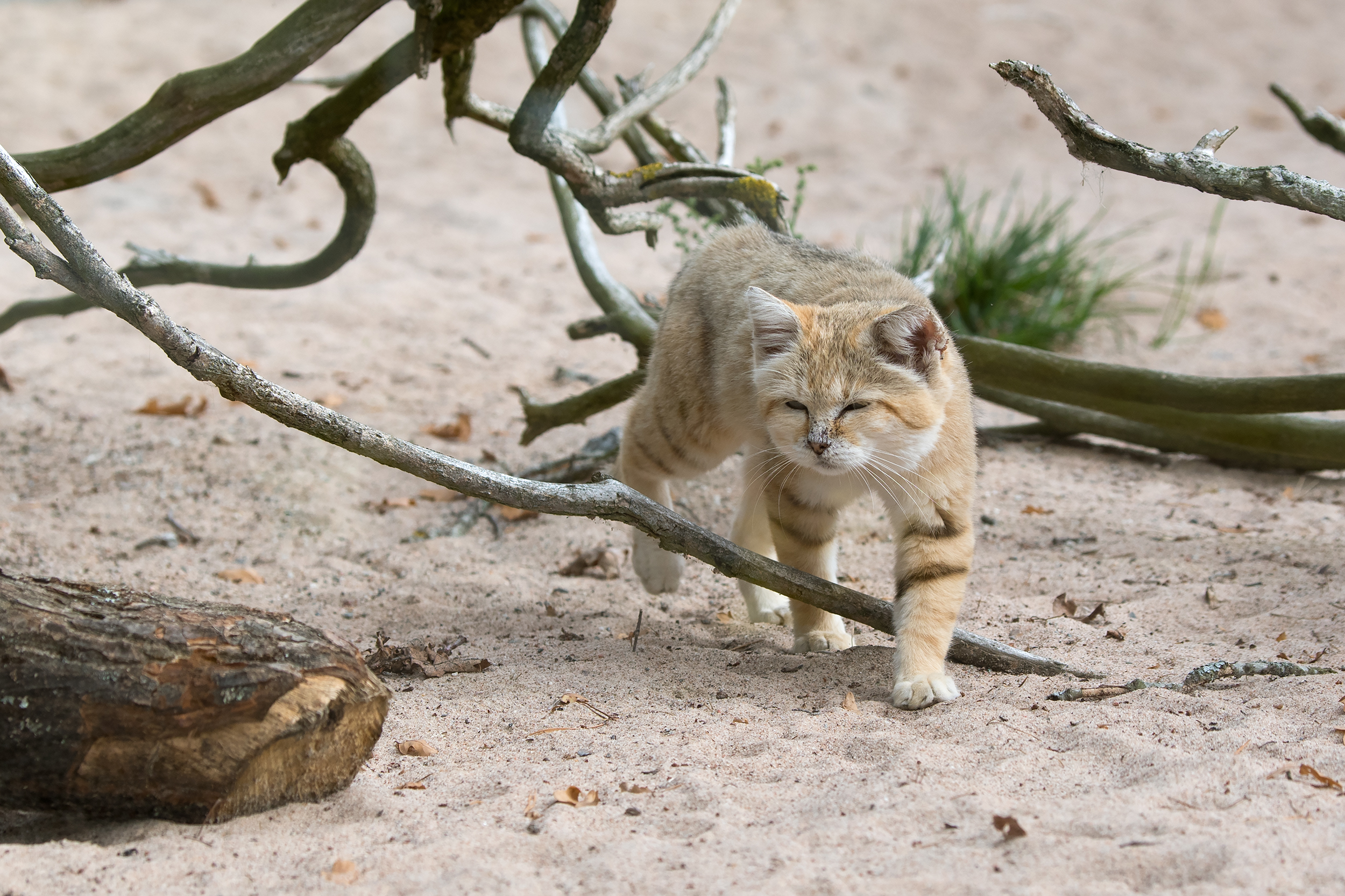 Sandkatter, Parken Zoo 1. - Fotosidan