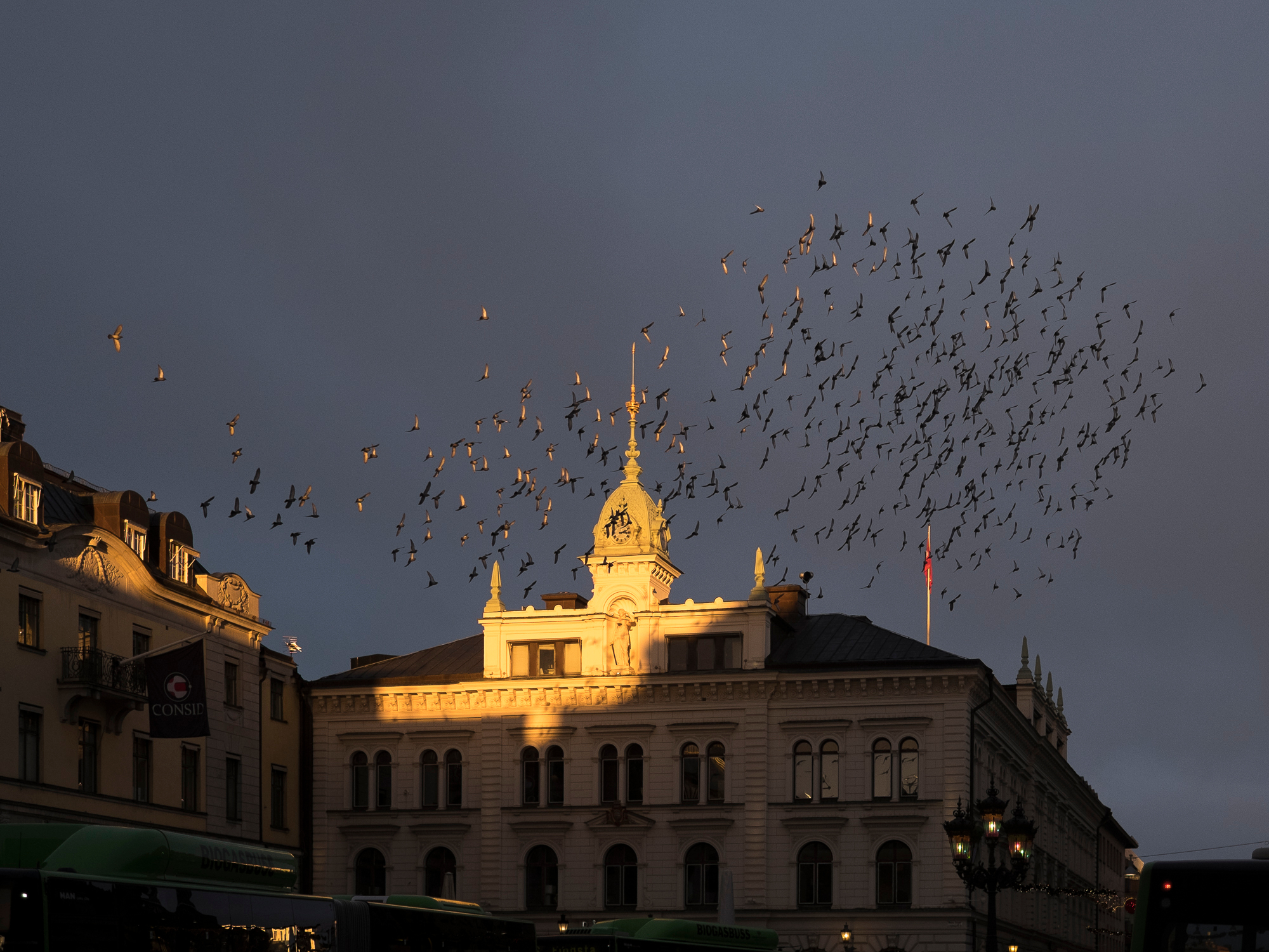 Fågelfoto är inte min grej - Fotosidan