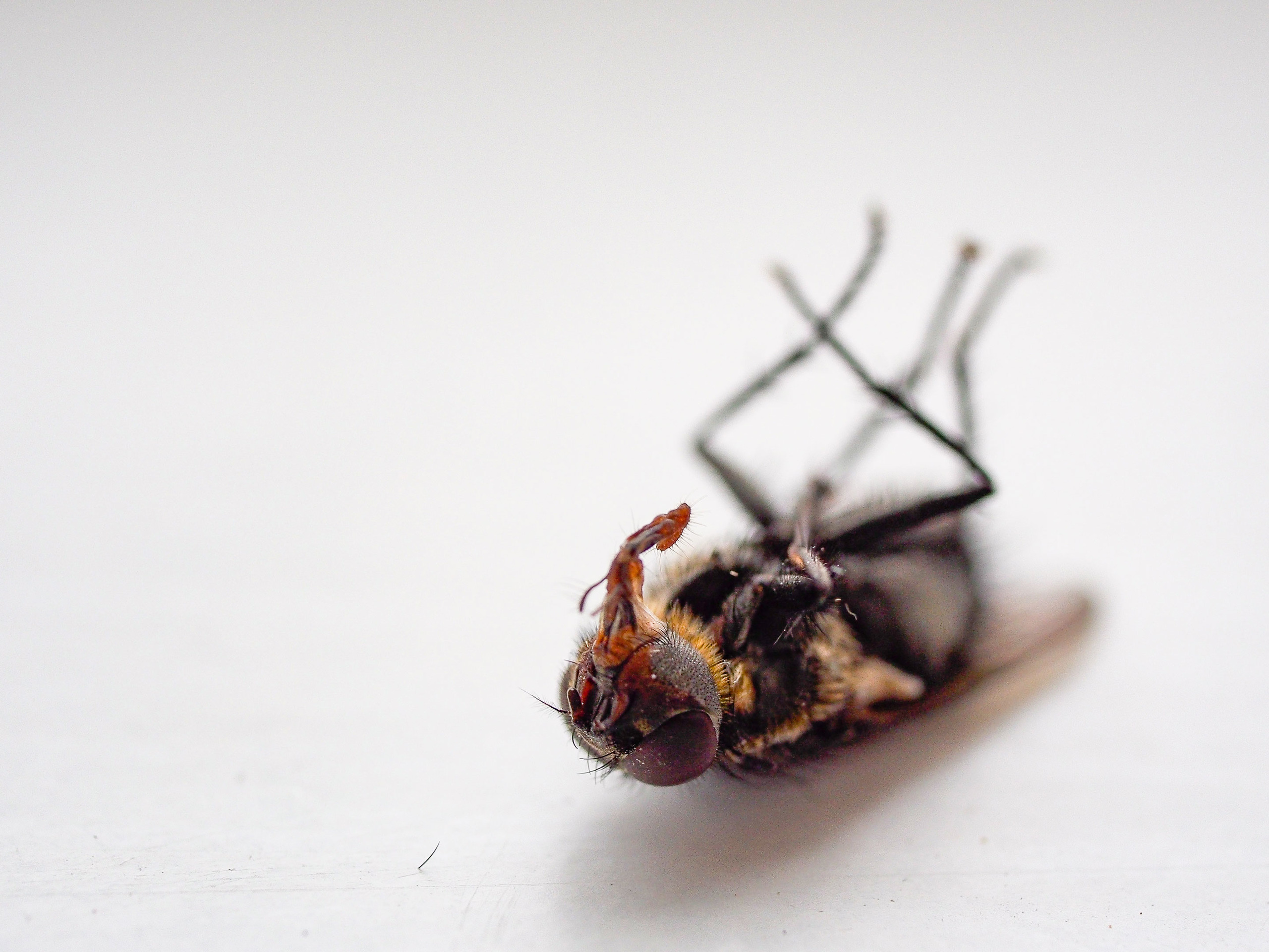 Den döende flugan... - Fotosidan