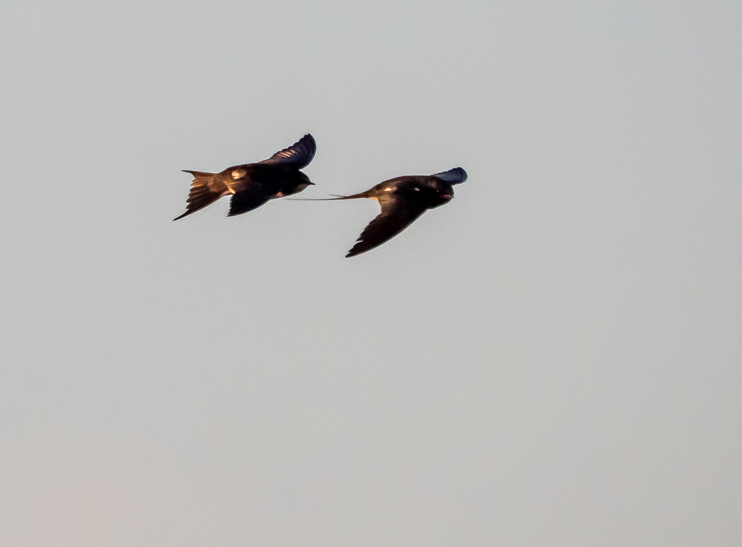 Några sommarsvalor - Fotosidan