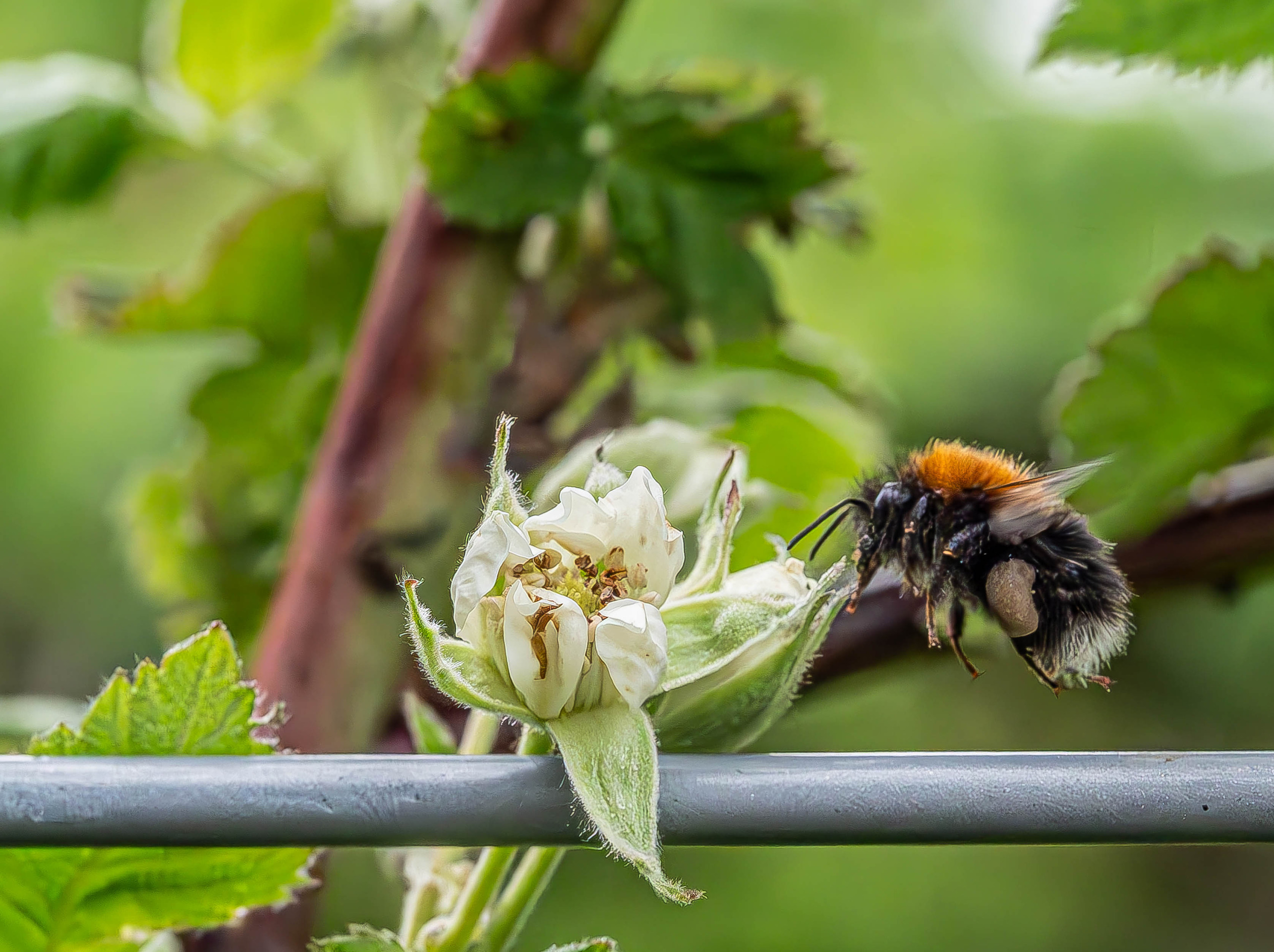Experiment med humlor - Fotosidan