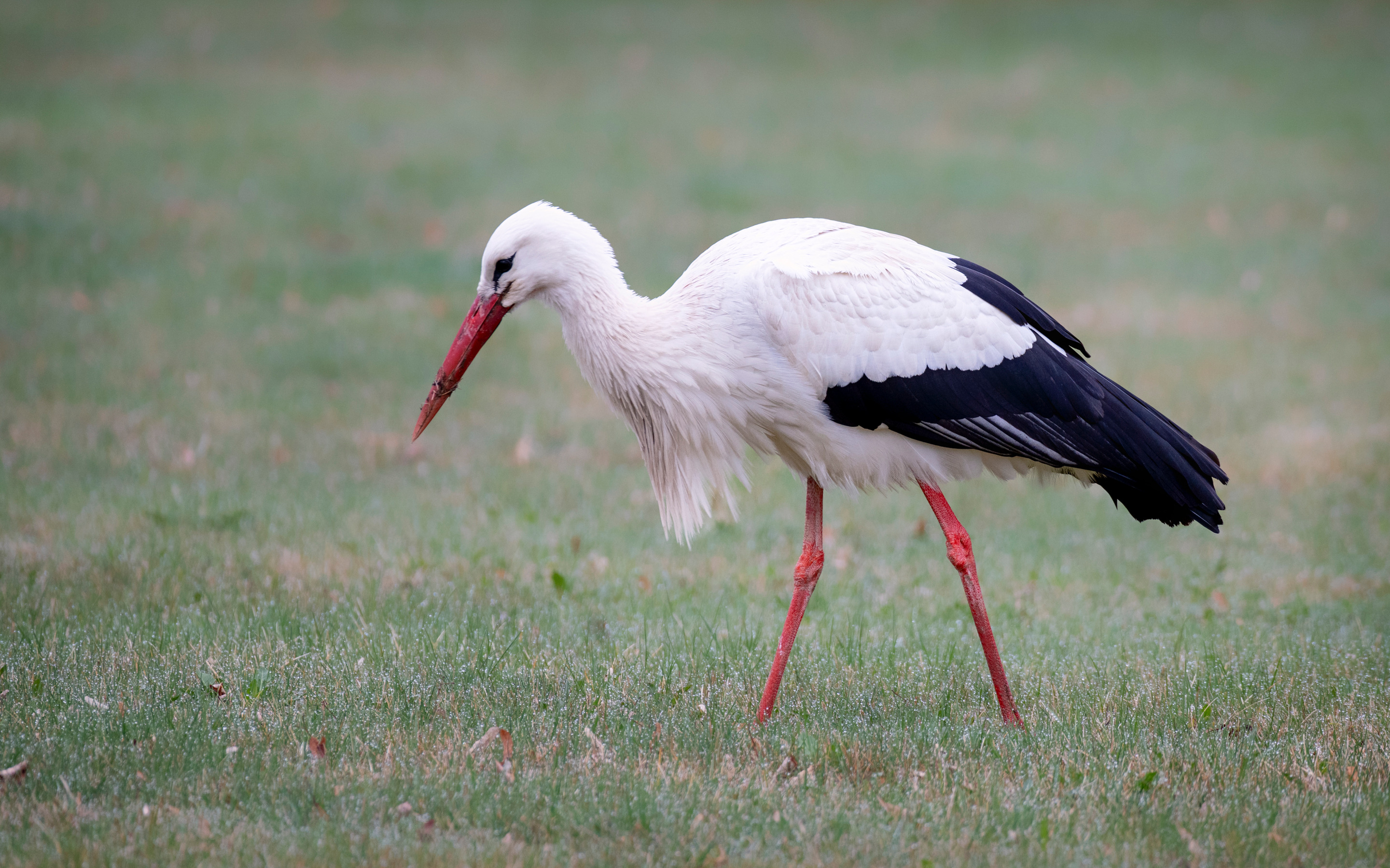 Vit stork i Västerås - Fotosidan