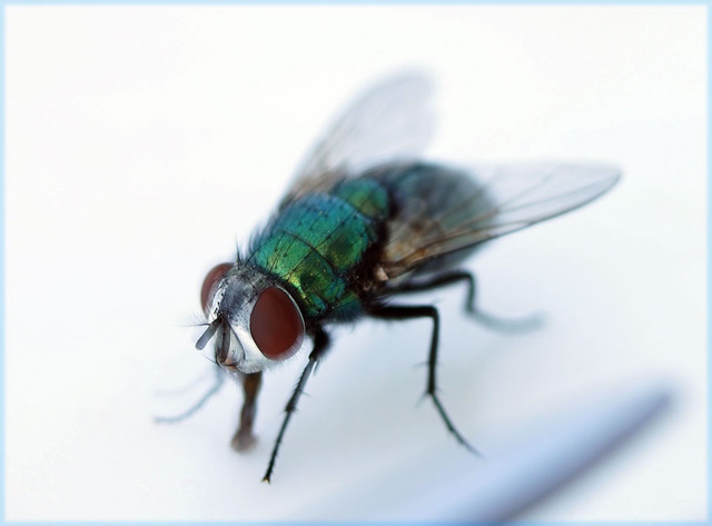 Bara en fluga - Fotosidan