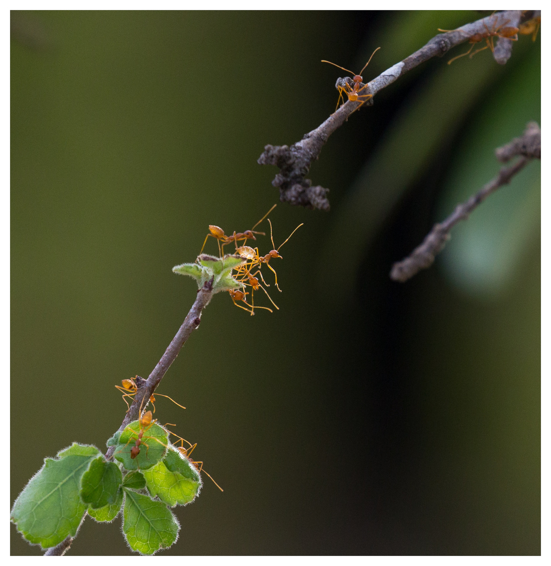 Myror i ... - Fotosidan