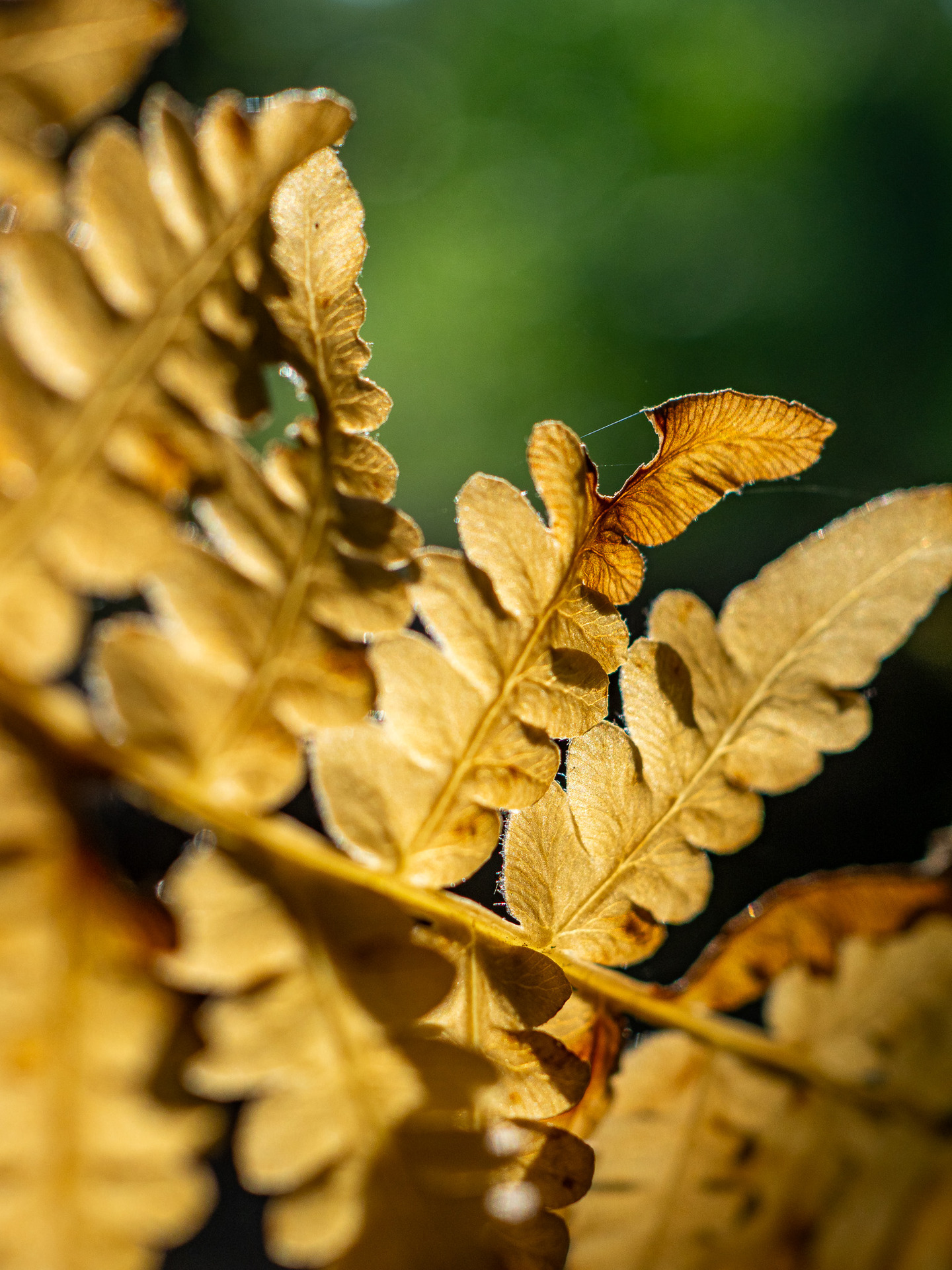 Ormbunke! - Fotosidan
