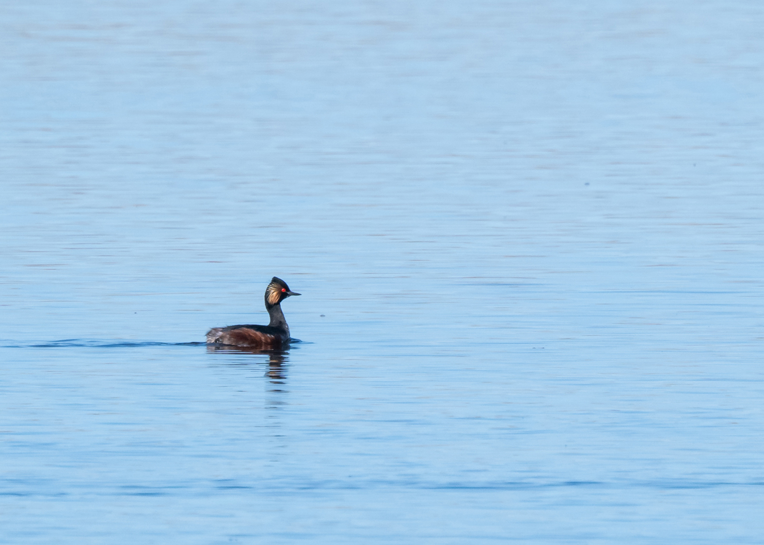 Hornborgasjön med omnejd, svarthalsad dopping - Fotosidan