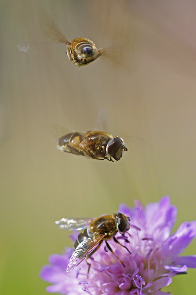 Mallig...! - Fotosidan