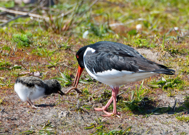 Visa bild - "Strandskata" - Fotosidan