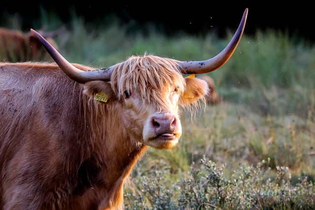 Visa bild - "Ko" - Fotosidan