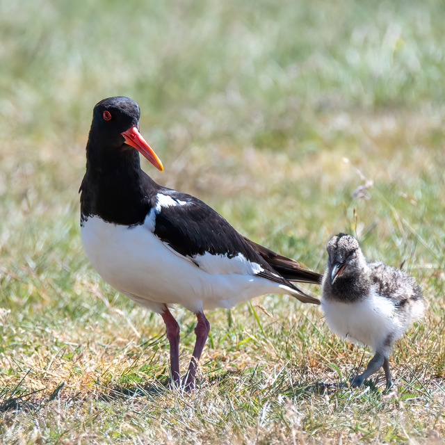 Visa bild - "Strandskata" - Fotosidan