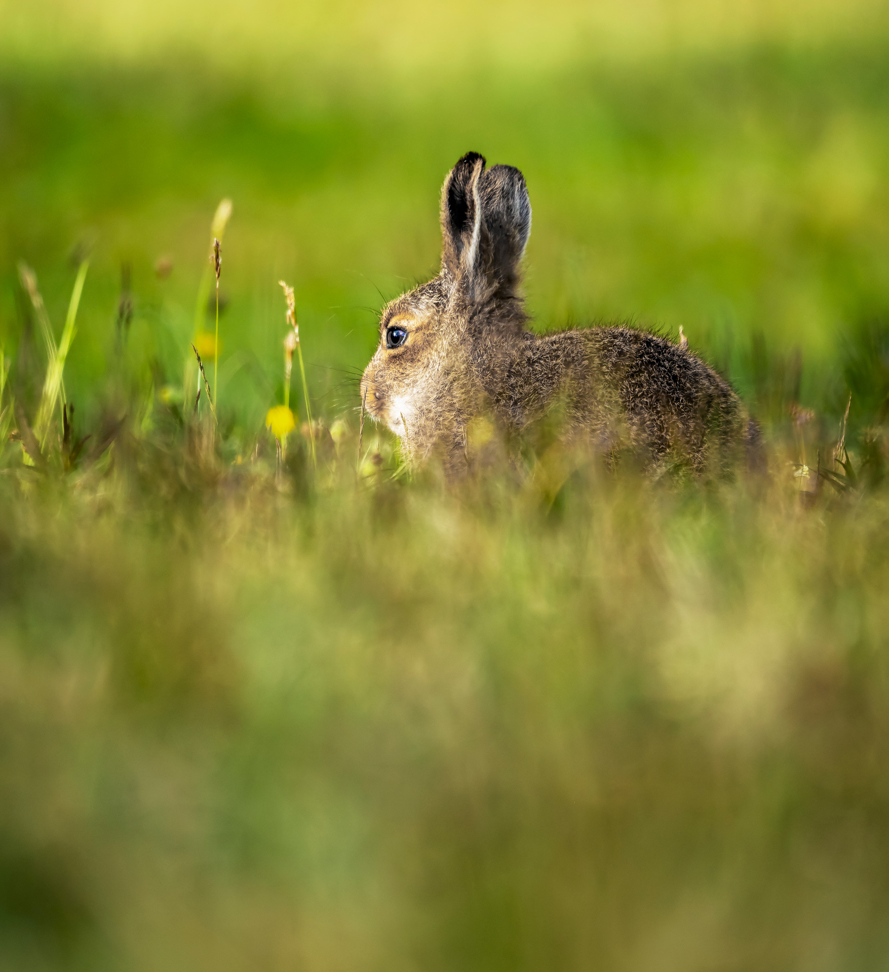 Visa bild - "Hare" - Fotosidan